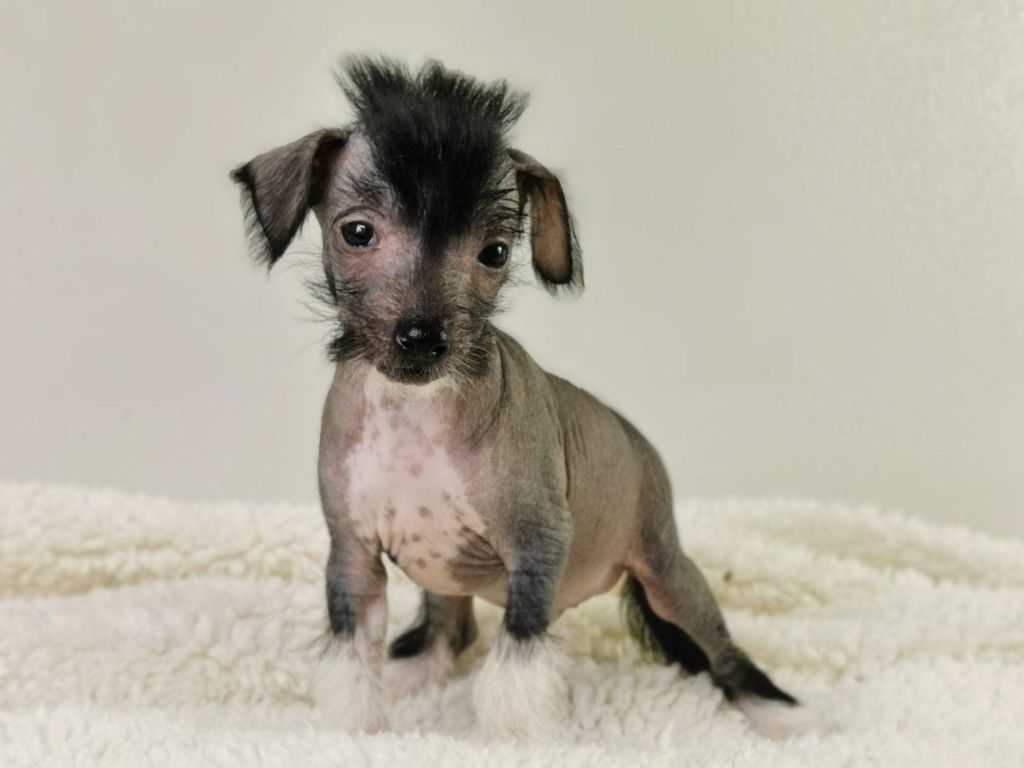 Accueil - Elevage du Fond de la Chenaie - eleveur de chiens Chien ...